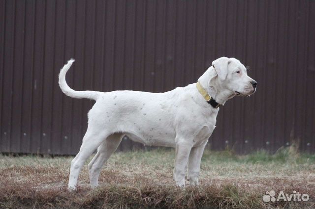 Догиня в добрые руки