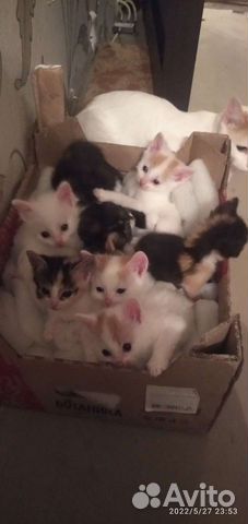 Котята