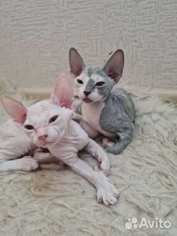 Канадский сфинкс котенок