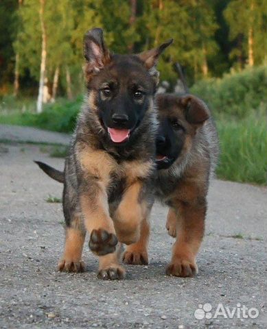Щенки чепрачных и зонарных рабочих немец. овчарок