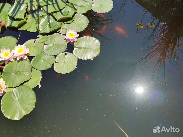 Карась прудовый комета