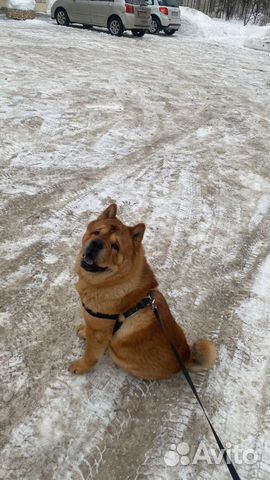 Отдам в добрые руки чау чау