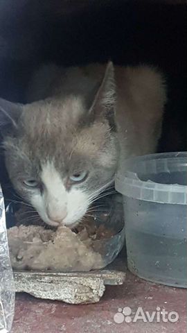 Необычайно красивая кошка и котята