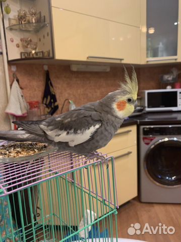 Попугай корелла