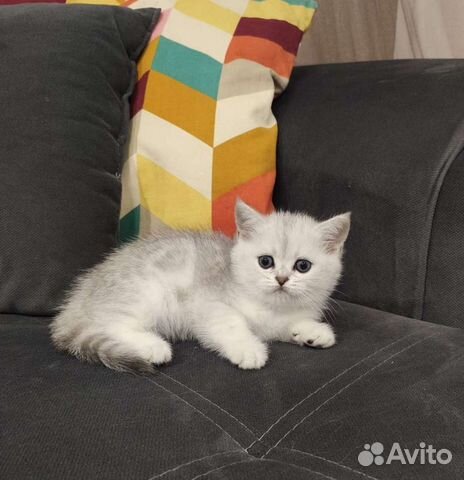 Скоттиш страйт котята