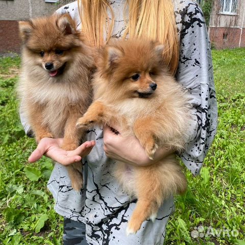 Щенки померанского шпица