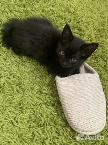 Отдам замечательного котенка в добрые руки