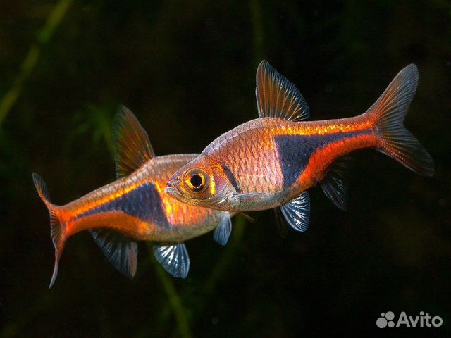 Рыбки Расборы