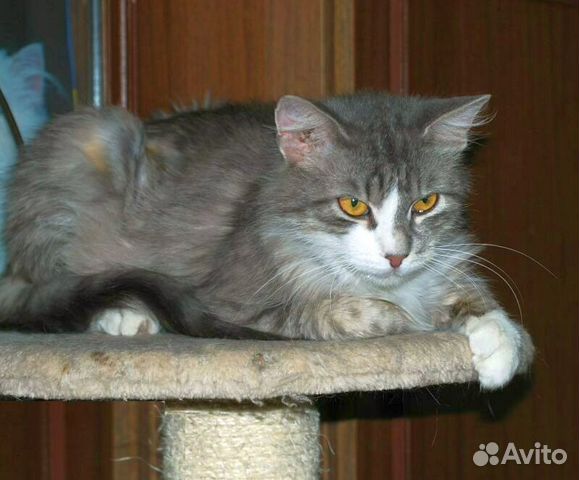 Пушистая кошечка Нэнси в добрые руки