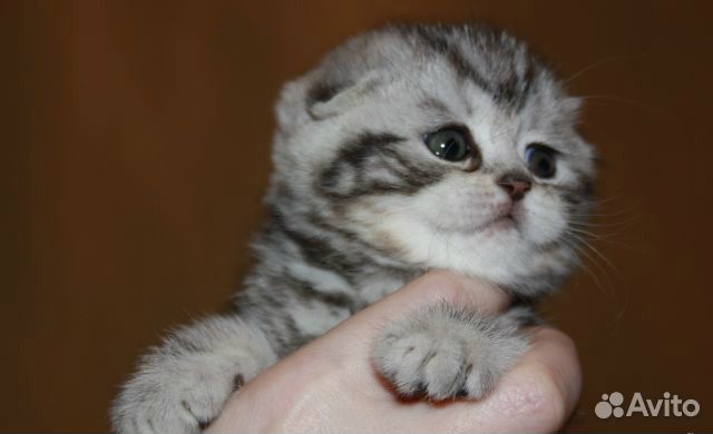 Вислоухая мраморная кошечка