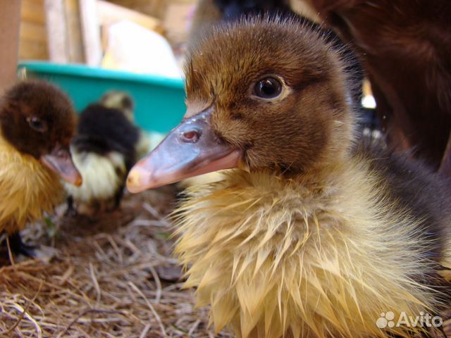 Продам утят индоутки