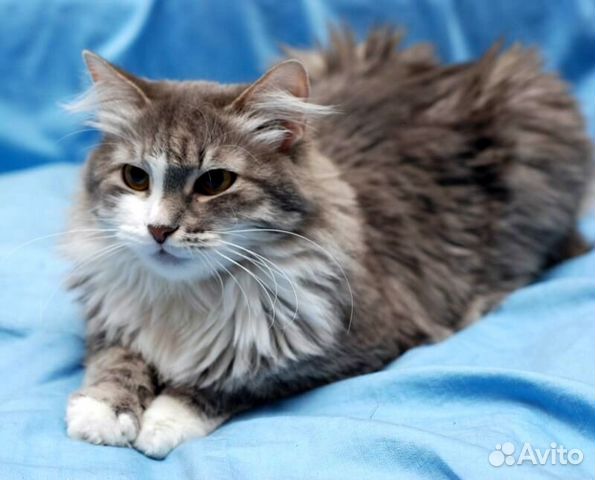 Ненси - фенотип сибирской кошки