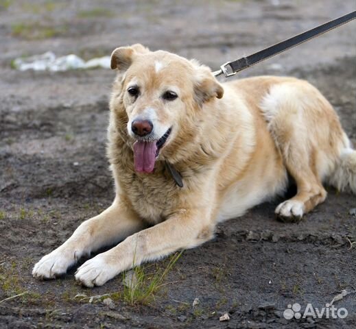Бублик. Собака одного хозяина