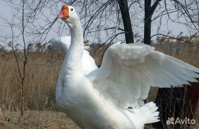 Гуси Линда. Семья Серых гусей