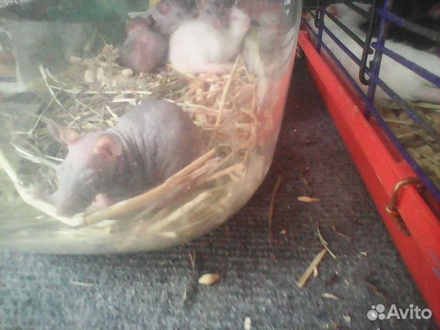 Сфинксы лысые мальчики и девочки