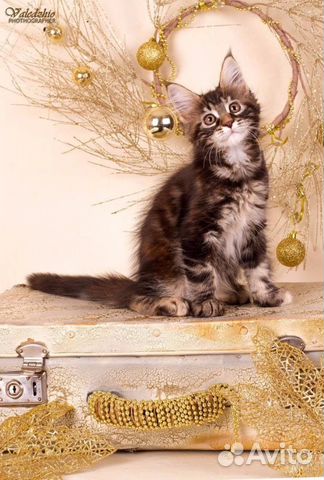 Любопытный котенок мейн кун, кошечка, 3 мес
