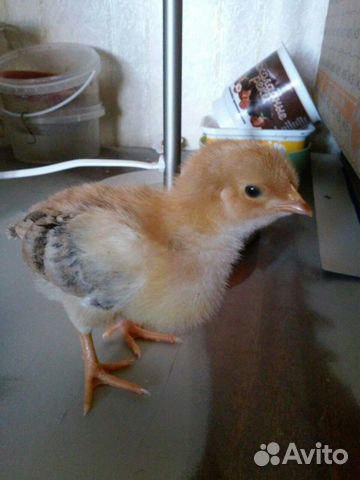 Кучинская Юбилейная, Австролорп. Цыплята