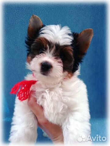 Щеночки черно-белые комочки