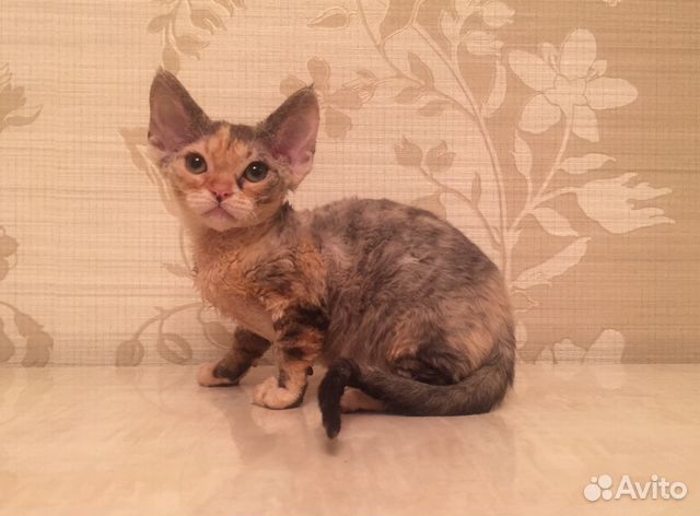 Кошечка Агнежка