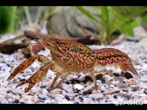 Аквариумный рак