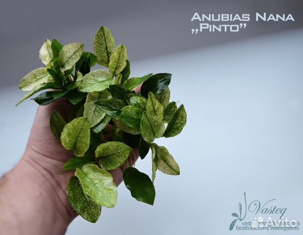 Анубиас Пинто (Anubias Pinto )