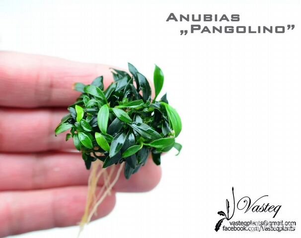 Анубиас Панголино (Anubias Pangolino )