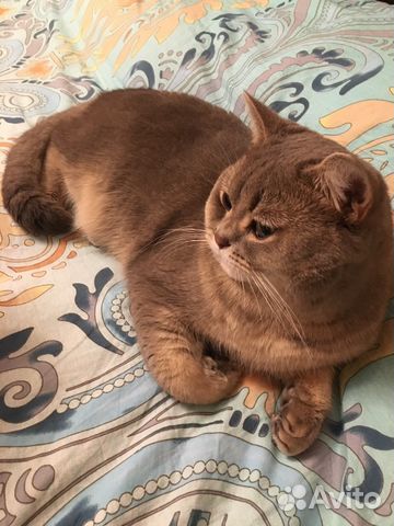 Вязка с британским котом