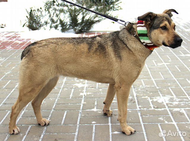 Собачка Сабира-охранница