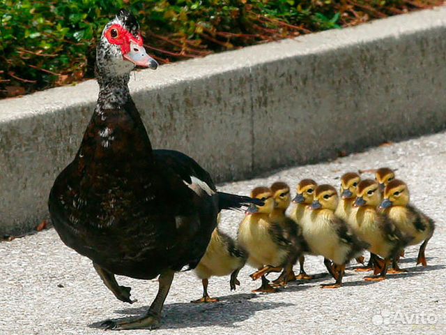 Утята индоутки подрощенные