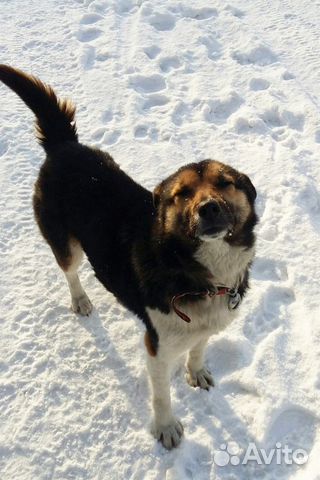 Умная собака Шера ищет дом и семью