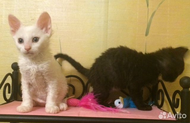 Кудрявые котята Изысканность манер и кроткий нрав)