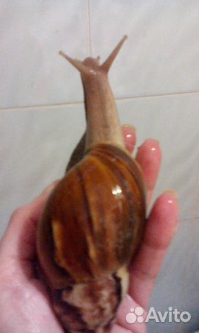 Улитка