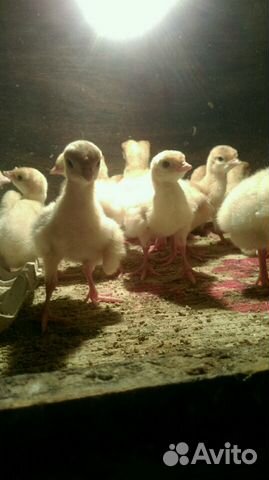 Индюшата:Биг-6