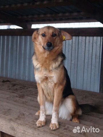 Помесь немецкой овчарки