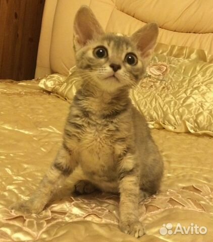 Вам с этой кошечкой везёт Она Удачу принесёт)