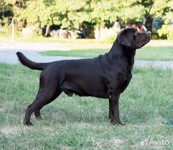 Вязка лабрадор