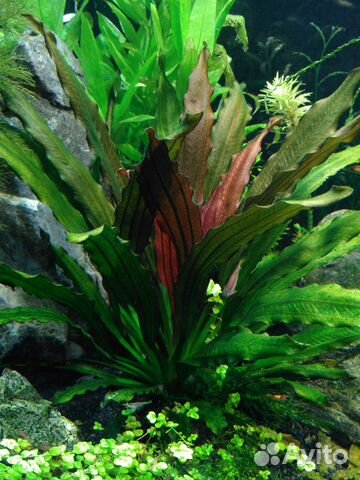 Эхинодорус флоренс и везувий