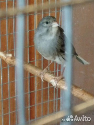 Кенара и канарейки