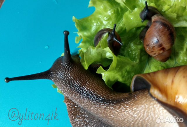 Улитки архахатина маргината