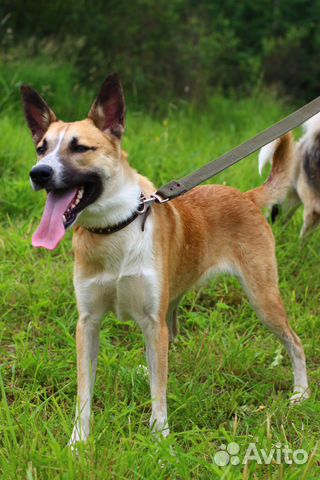 Ежик ищет дом