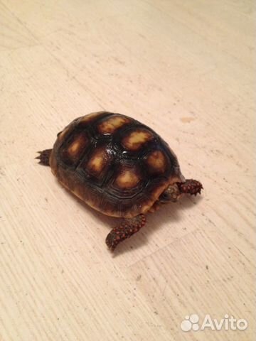 Черепашка