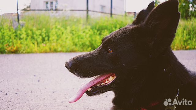 Пёс Шарик ищет дом