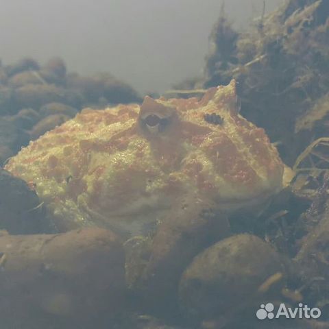 Ceratophrys cranwelli. 1 год. Комплект