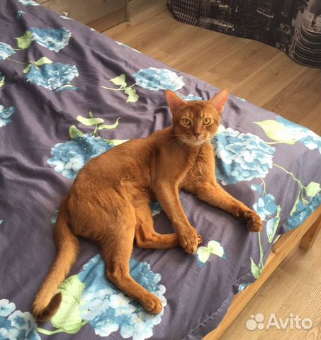 Абиссинский кот для вашей дамы