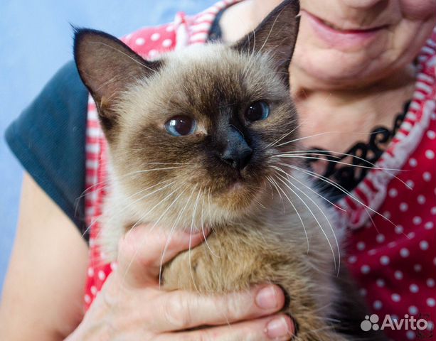 Кошечка Эльза в добрые ручки