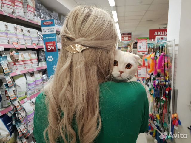 Кот вязка шотландский вислоухий