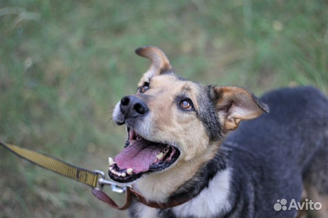 Отдам даром в добрые руки Стенли Брамса