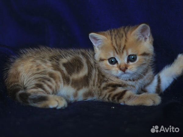 Кот шоколадный золотистый мраморный