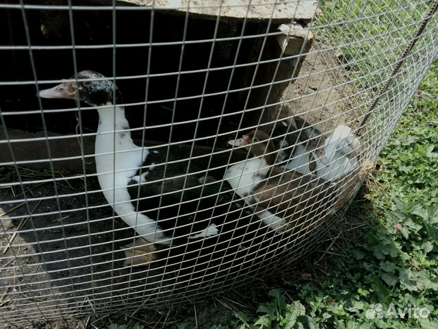 1 селезня на двух индоуток от 4-х мес