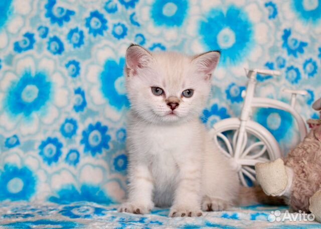 Британский котик
